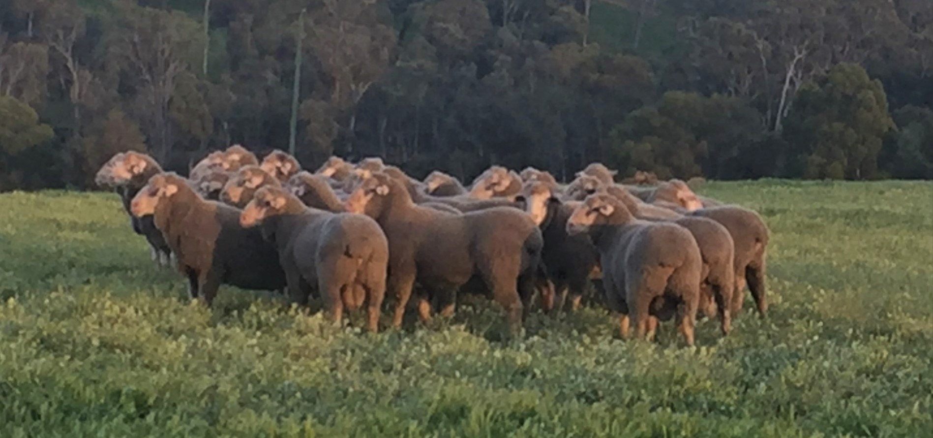 Bailup Downs Afrinos – Afrino Breed Bare Breech Sheep Western Australia