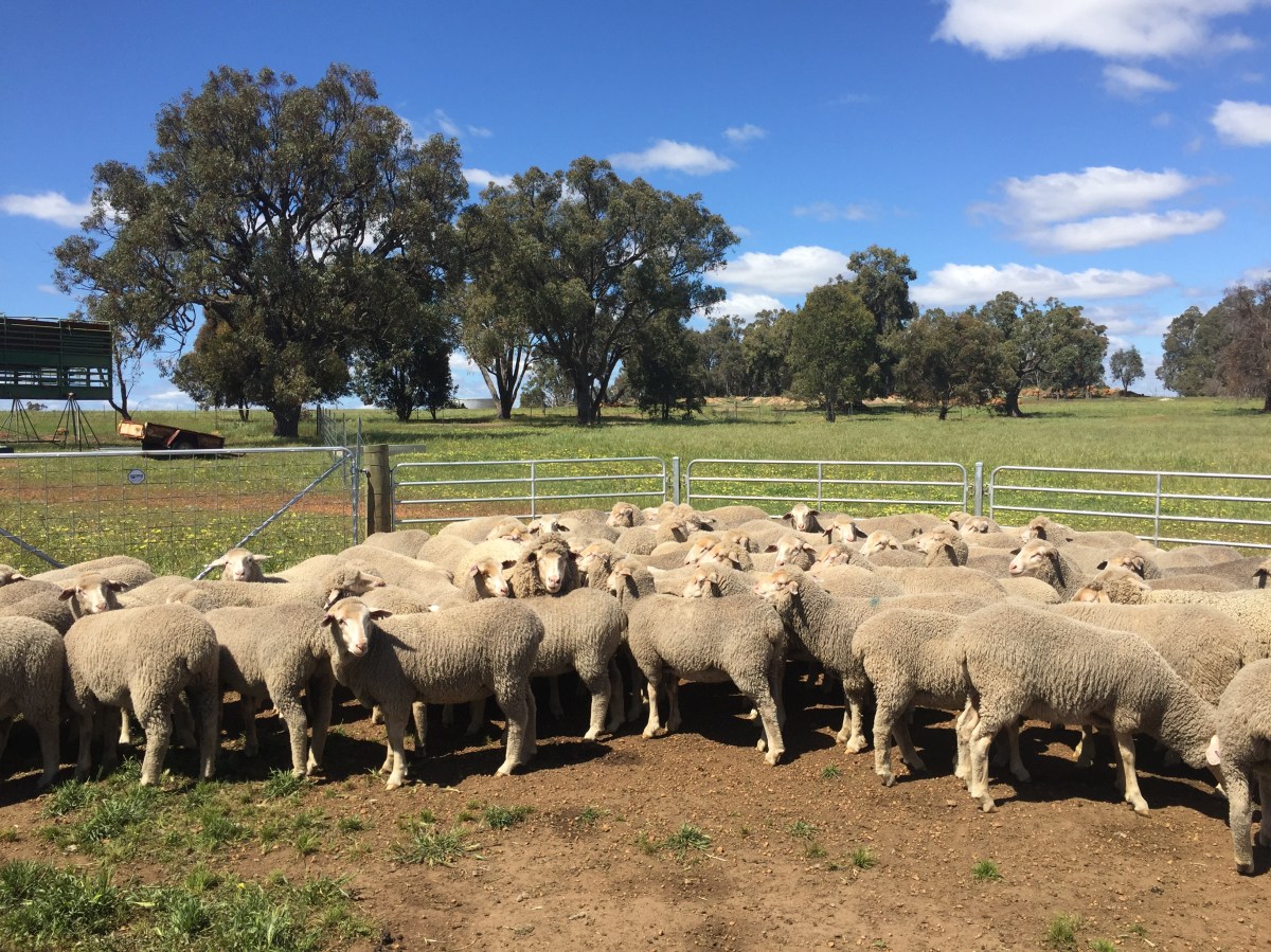 Bailup Downs Afrinos – Afrino Breed Bare Breech Sheep Western Australia