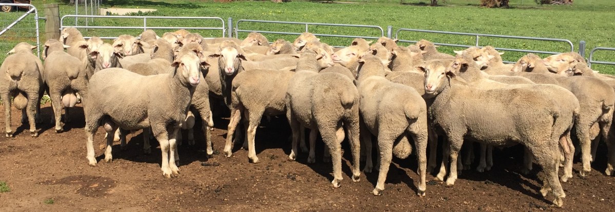 Afrino Breed Characteristics – Bailup Downs Afrinos